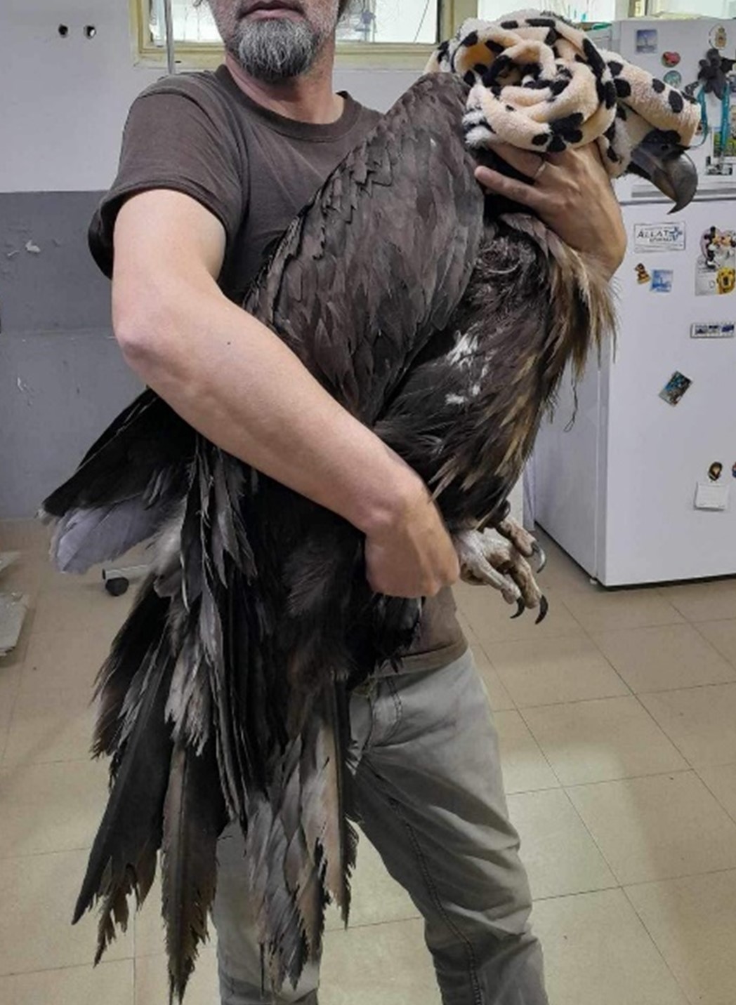 Cum să prinzi un… vultur negru sau Biologia de teren și ISU Birds - UVT